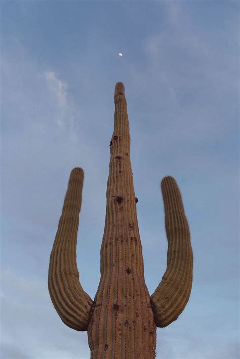 The Spectacular Desert View Trail In Organ Pipe Cactus Nm Tobinka