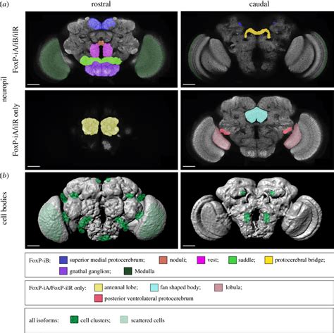 FoxP Expression Pattern In The Adult Drosophila Brain A Rostral And