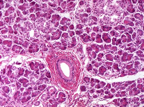 Pancreas Lm Photograph By Alvin Telser Pixels