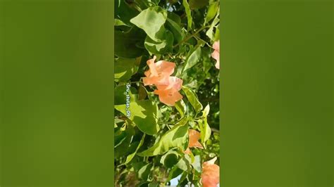 Butiful Flower 🌺 Youtube