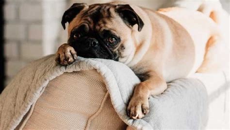 Chó bị Viêm Dạ Dày Ruột Dấu hiệu Cách điều trị và những điều cần biết
