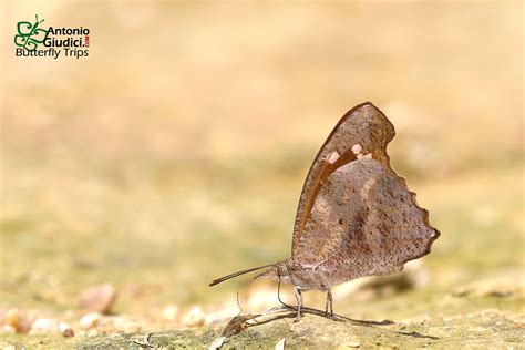 Libythea Geoffroyi Thai Butterfly Trips