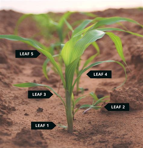 Sorghum Growth Stages Crop Science Us