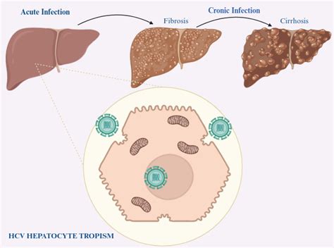 Hcv Liver Tropism Biorender Science Templates