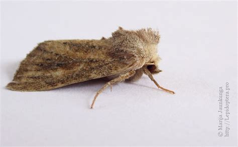 Photo 20278 Photedes Fluxa