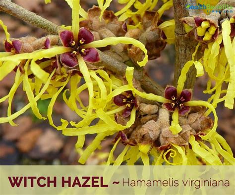 Witch Hazel Facts And Health Benefits