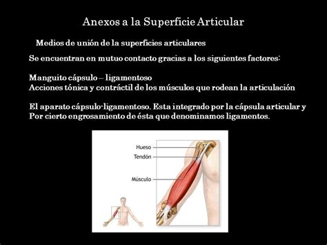 ARTICULACIONES Ppt Descargar