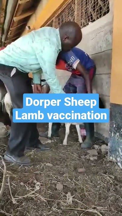 Vaccinating Dorper Sheep Lambs Youtube