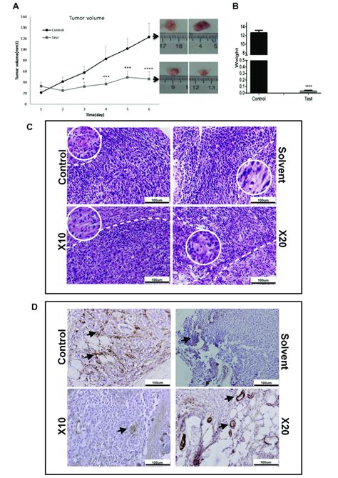 The Effect Of Silibinin On Tumor Growth In A Breast Cancer Mouse Model