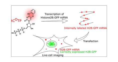 Transcription Diagram Labeled