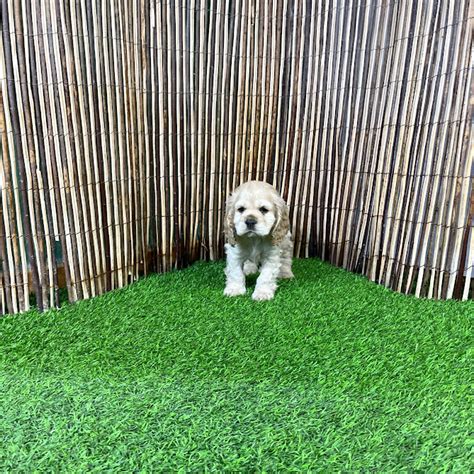 Cocker Americano Colita