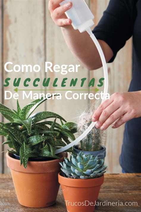 Cómo Regar las Suculentas de la Forma Correcta Trucos De Jardineria