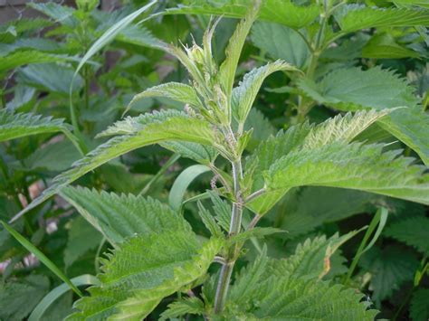 Grass Nettle Green Free Photo On Pixabay Pixabay