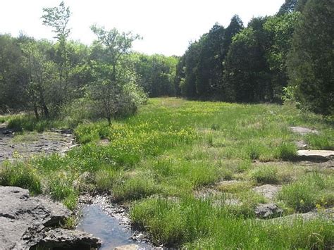 Wetland Fens