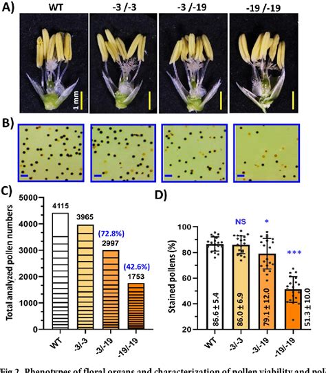 Figure 2 From Rice Ga3ox1 Modulates Pollen Starch Granule Accumulation