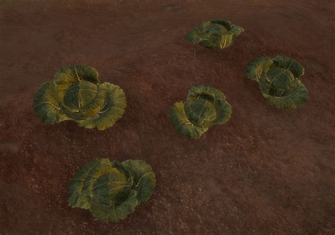 Cabbage D Model Fbx Obj Unknown Free D