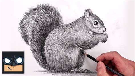 Squirrel Drawing Pictures