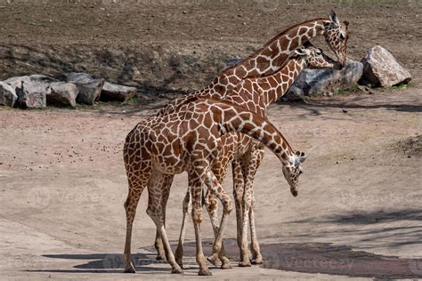 Tres Jirafas En El Paisaje Seco Giraffa Camelopardalis Reticulata