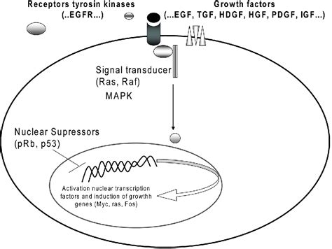 Figure 1 From Molecular Markers In The Pathogenesis Of Cholangiocarcinoma Potential For Early