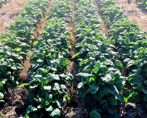 Studying Row Spacing Effects Top Crop ManagerTop Crop Manager