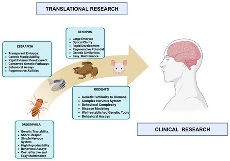 Animal Models in Neuroscience: What Is the “Culture of Care”?