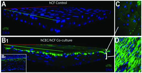 Fibronectin Cfn Expression In Hcf Stromal Constructs And Download Scientific Diagram