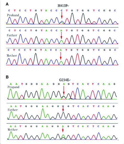 Genotyping Results A Chromatograms Showing Dna Sequencing Results