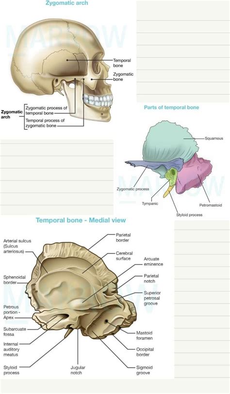 Temporal Bone Labeled