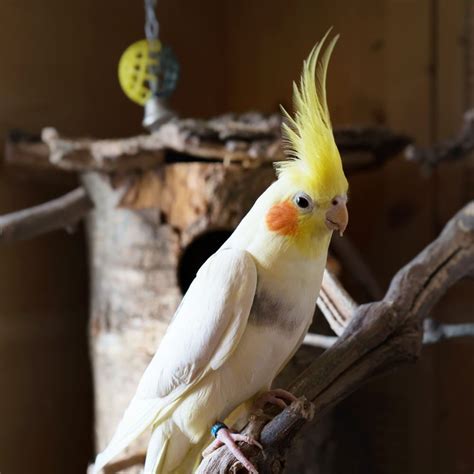 Pearl Cockatiel Comprehensive Care Guide For Beginners