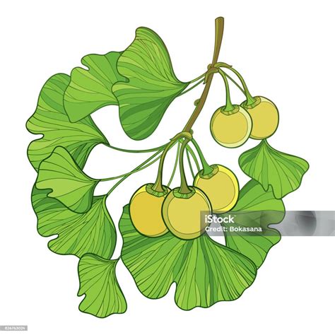 向量輪廓與綠色葉片和果實白色背景上分離銀杏葉束分支向量圖形及更多剪裁圖圖片 剪裁圖 化石 另類醫藥 Istock