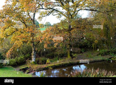 Autumn Trees Uk High Resolution Stock Photography And Images Alamy