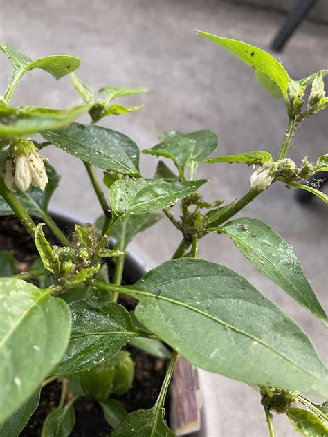 Identify Possible Bugs Rplantclinic