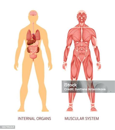인체 시스템 인체 근육 시스템 및 내부 장기 심장 간 뇌 신장 폐 위 비장 췌장 인체에 대한 스톡 벡터 아트 및 기타 이미지 인체 근육 근육질 체격 Istock