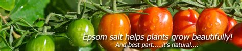 Epsom Salt For Lawns Grow A Beautiful Lawn