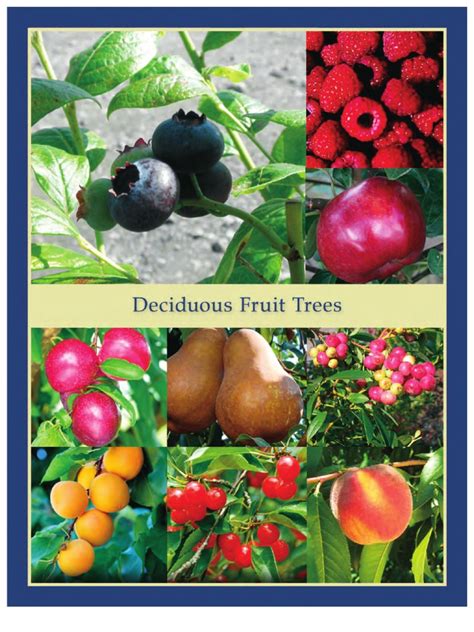 Deciduous Fruit Trees Leo Gentry Nursery Pdf Apple Plum