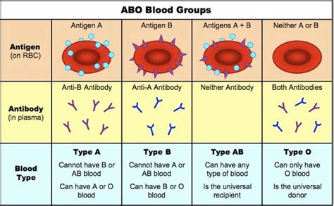 In The Abo Blood Type System
