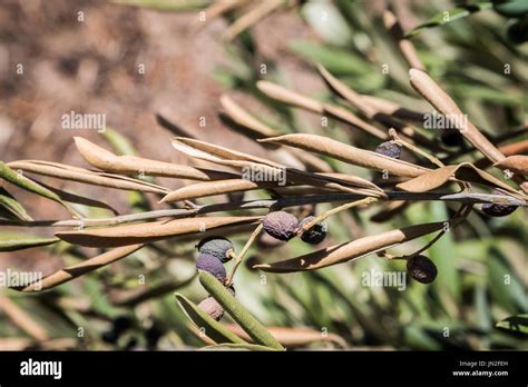 Olive Trees Infected By The Dreaded Bacteria Called Xylella Stock Photo