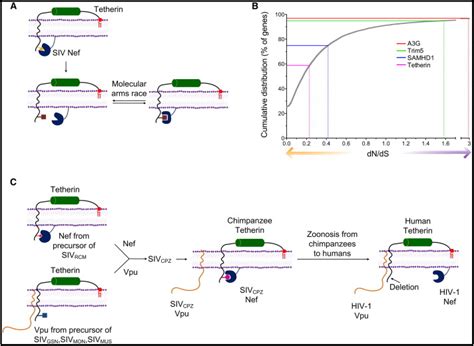 Intrinsic Cellular Defenses Against Human Immunodeficiency Viruses Immunity