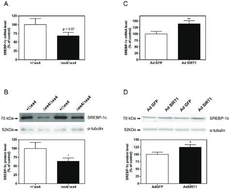 Sterol Regulatory Element Binding Protein Srebp 1c Expression A