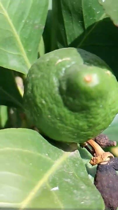 Un Jazmín Y Un Limonero Qué Bien Youtube