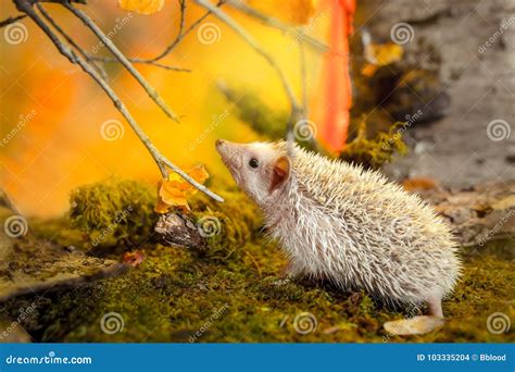 Ouriço Africano Do Pigmeu No Musgo Foto de Stock Imagem de inchado