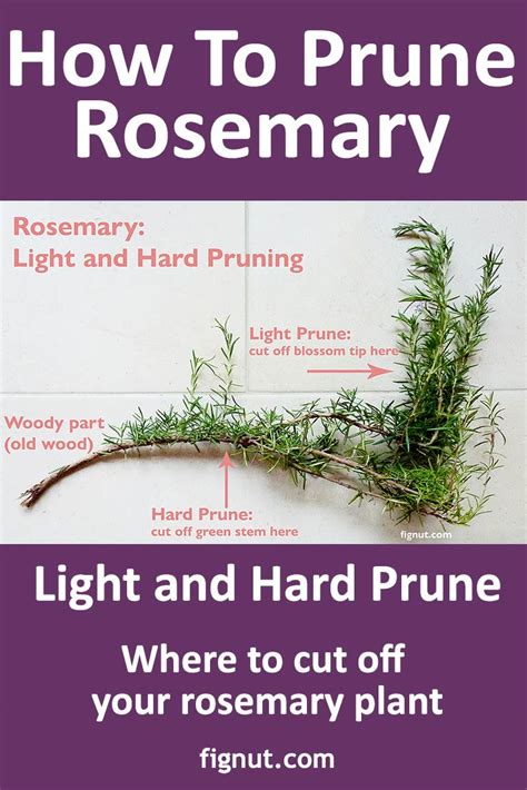 How To Prune Rosemary With Photos And Video Fignut
