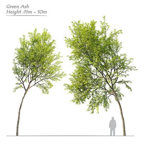 Green Ash 3d Model Cgtrader