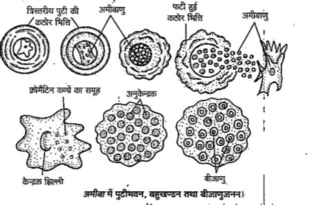 जनन क वभनन परकर क वयखय सकषप म कजए