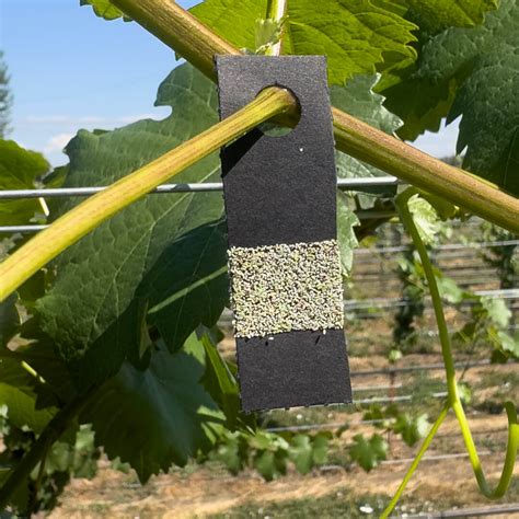 Green Lacewing Eggs On Hanging Cards
