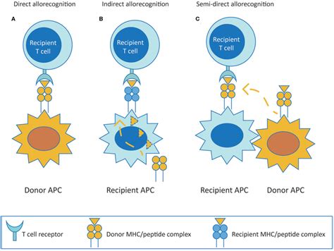 T Cell Allorecognition Pathways A Direct Pathway Recipient T Cells