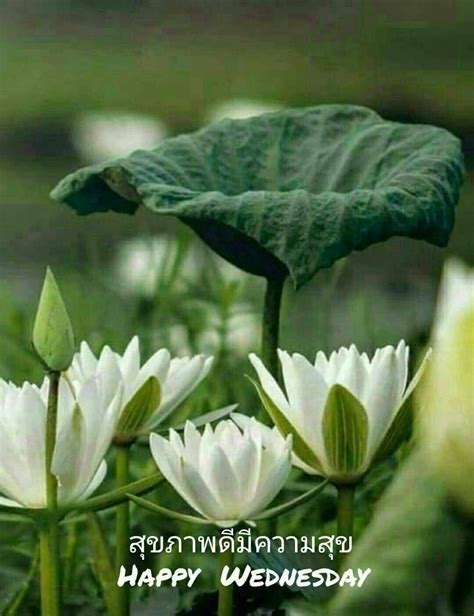 Good Day Good Morning Happy Wednesday Greetings Flowers Plants