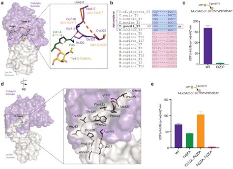 a second substrate binding loop ii and an extended c terminal tail
