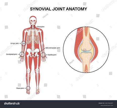 Synovial Joint Anatomy Movements Between Adjacent Stock Vector Royalty