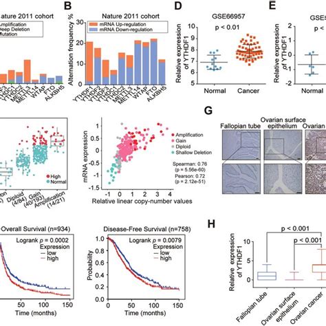 Ythdf1 Regulates Tumorigenesis And Metastasis Of Ovarian Cancer Cells